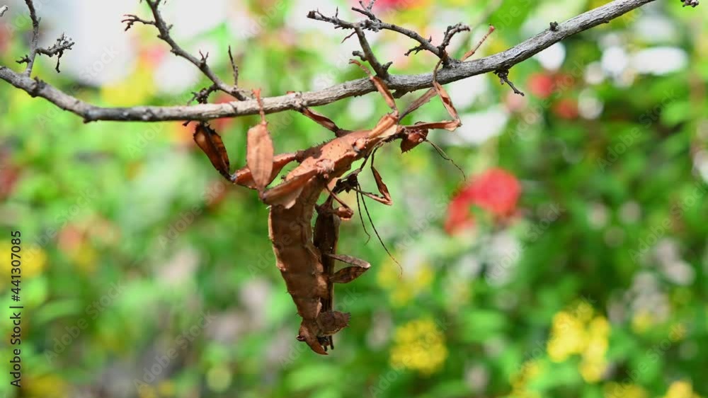 Video „4K Close Up of Australian Giant Prickly Stick Insect Species ...