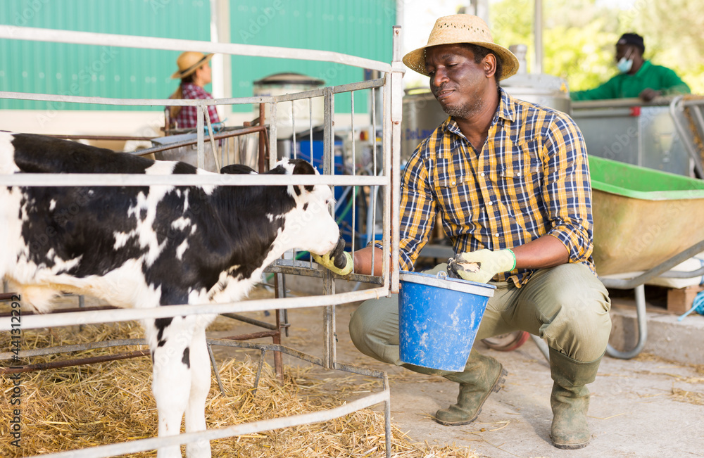 Confident male farm worker with bucket feeding calves in stall at ...