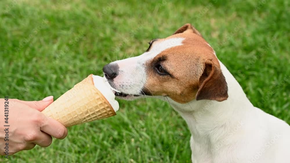 Woman feeding jack russell terrier dog with ice cream cone on hot ...