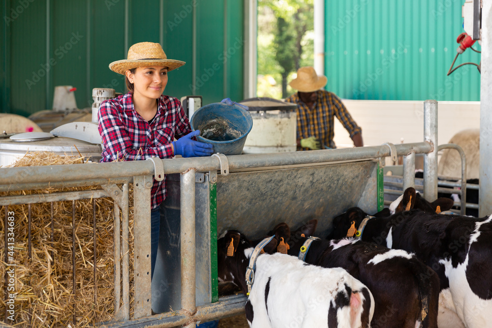 Smiling female farm worker with bucket feeding calves in stall at ...