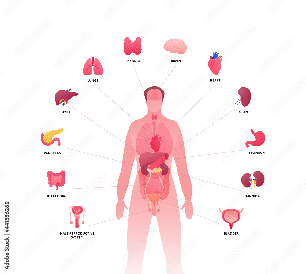 Human body with internal organ anatomy. Vector flat healthcare ...