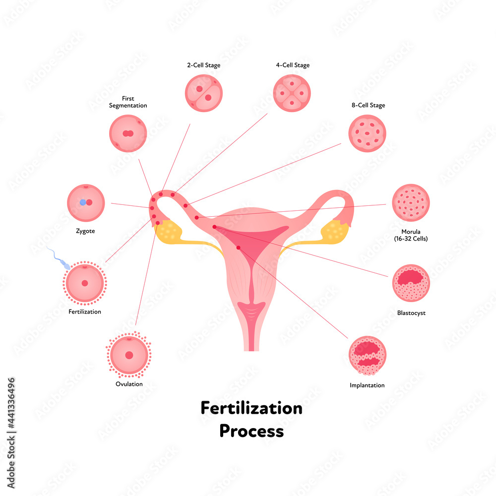 Early human development health care infographic. Vector flat medical ...