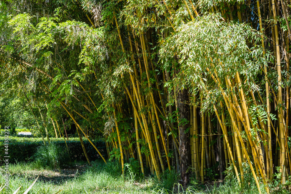 Thickets of evergreen graceful golden bamboo plants Phyllostachys ...