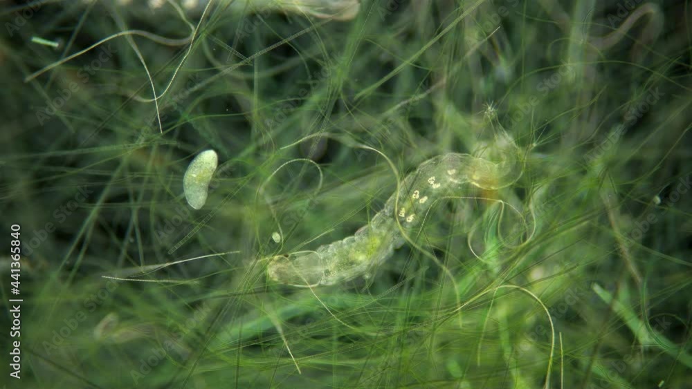 Insecta Midge Larva Chironomidae and ciliates protozoa in algae under a ...