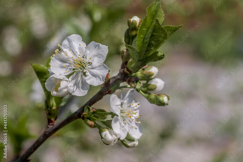 Duke Cherry (Prunus avium x Prunus cerasus) in orchard, Moscow region ...