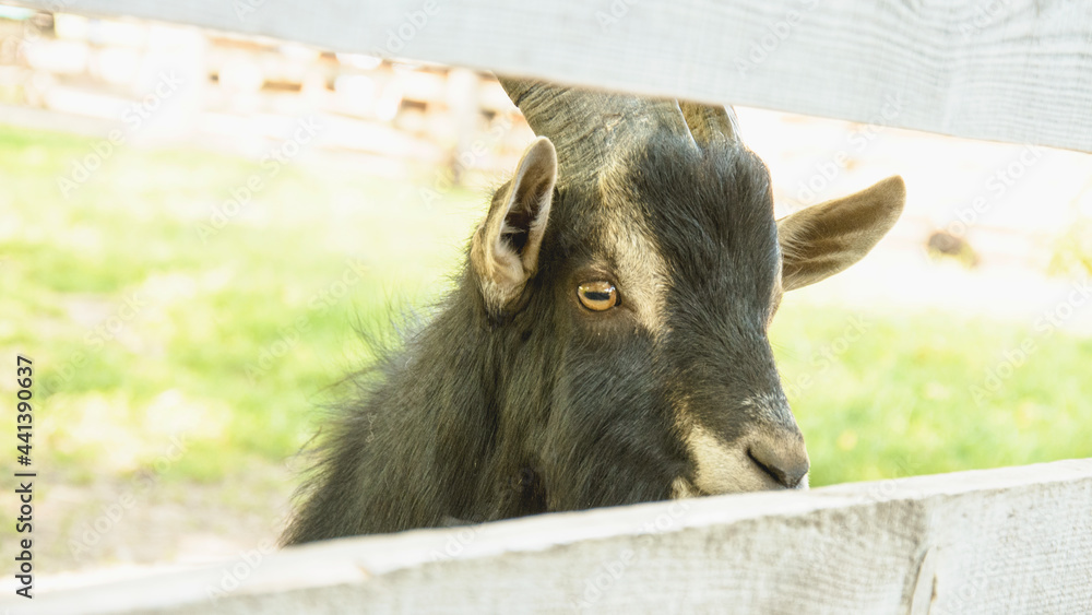 Goat, gray goat, pack leader, horned goat, nature reserve, animals ...