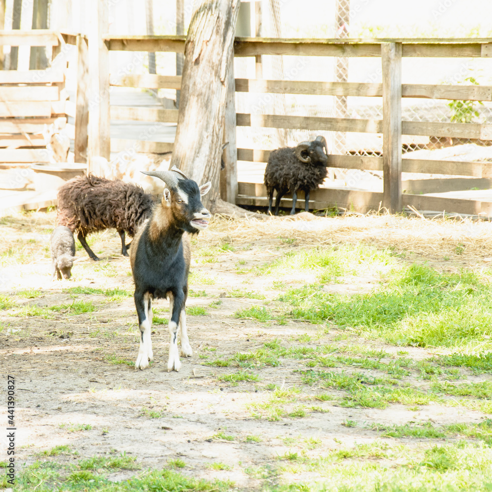 Goat, gray goat, pack leader, horned goat, nature reserve, animals ...