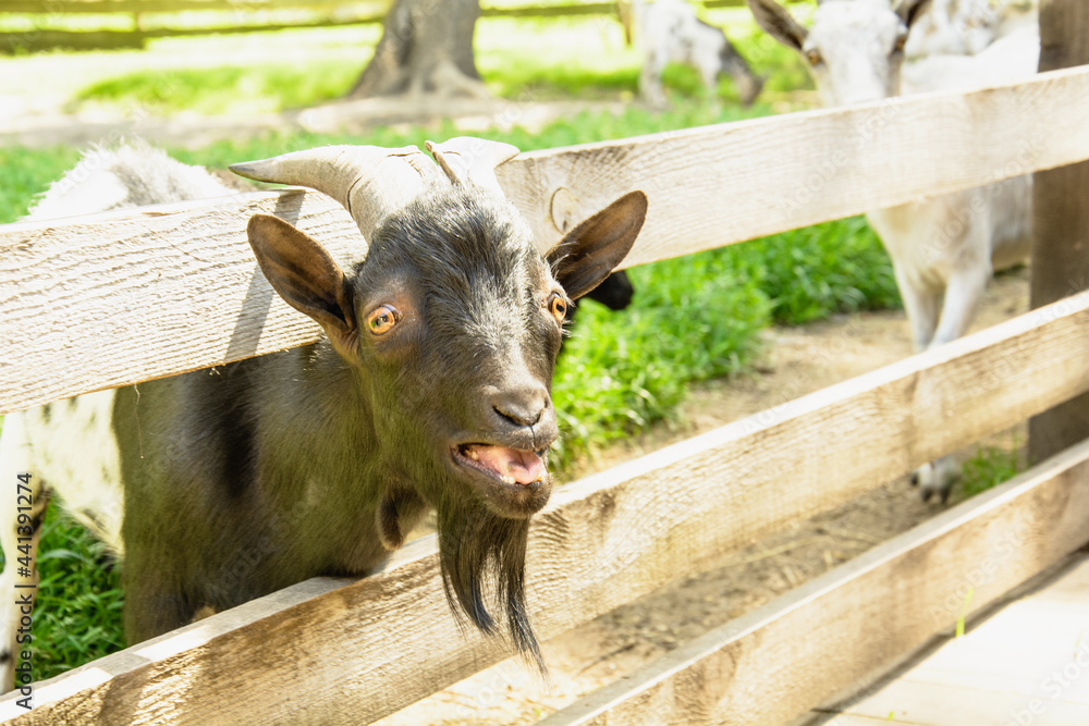 Goat, gray goat, pack leader, horned goat, nature reserve, animals ...