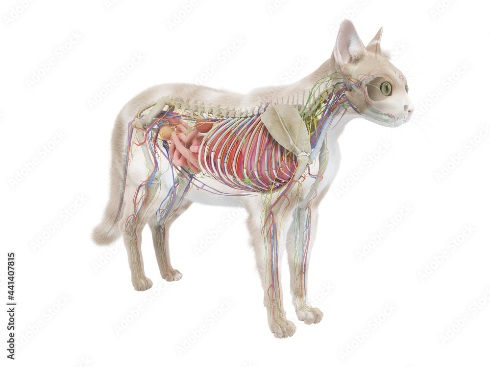 3d rendered illustration of the cat anatomy Stock Illustration | Adobe ...