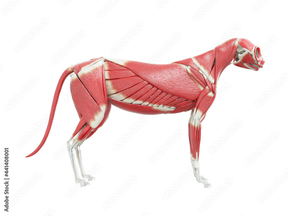 3d rendered illustration of the cat anatomy - the muscle system Stock ...