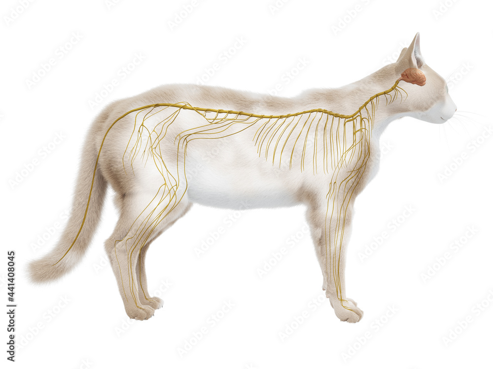 3d rendered illustration of the cat anatomy - the nervous system Stock ...