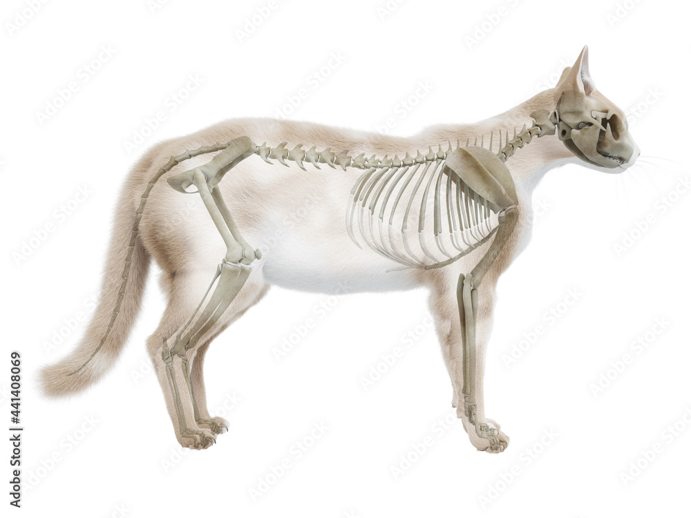 3d rendered illustration of the cat anatomy - the skeletal system Stock ...