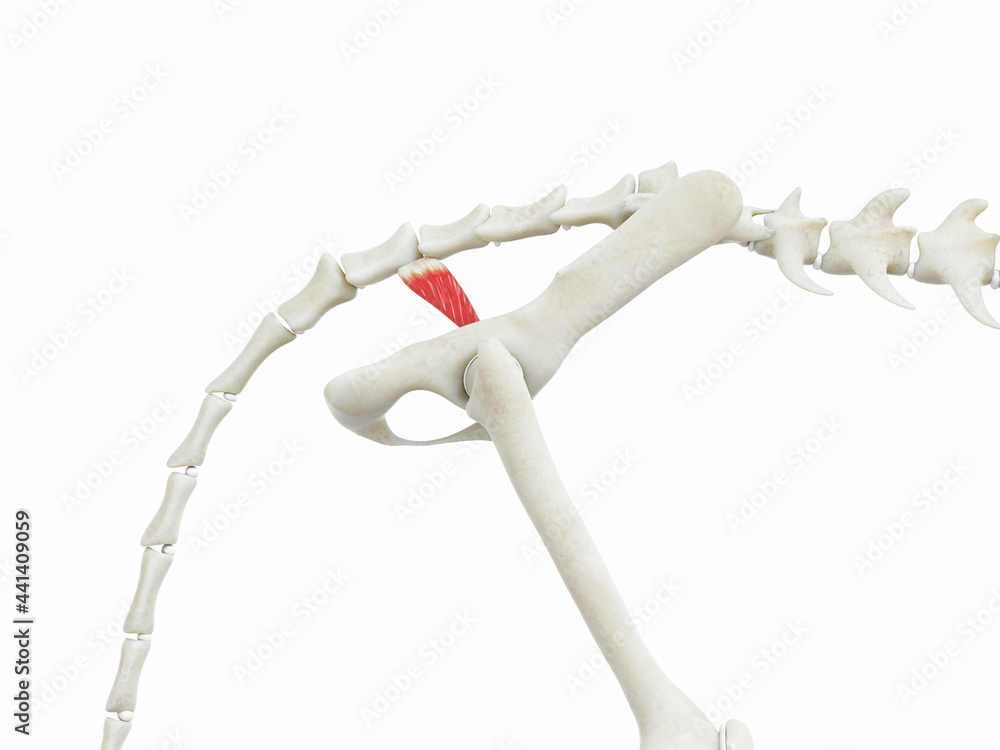3d rendered illustration of the cats muscle anatomy - coccygeus Stock ...