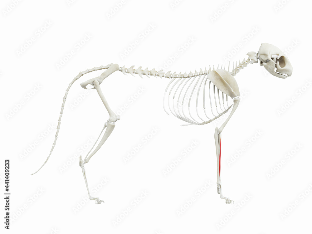 3d rendered illustration of the cats muscle anatomy - extensor ...