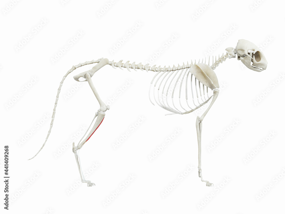 3d rendered illustration of the cats muscle anatomy - extensor ...