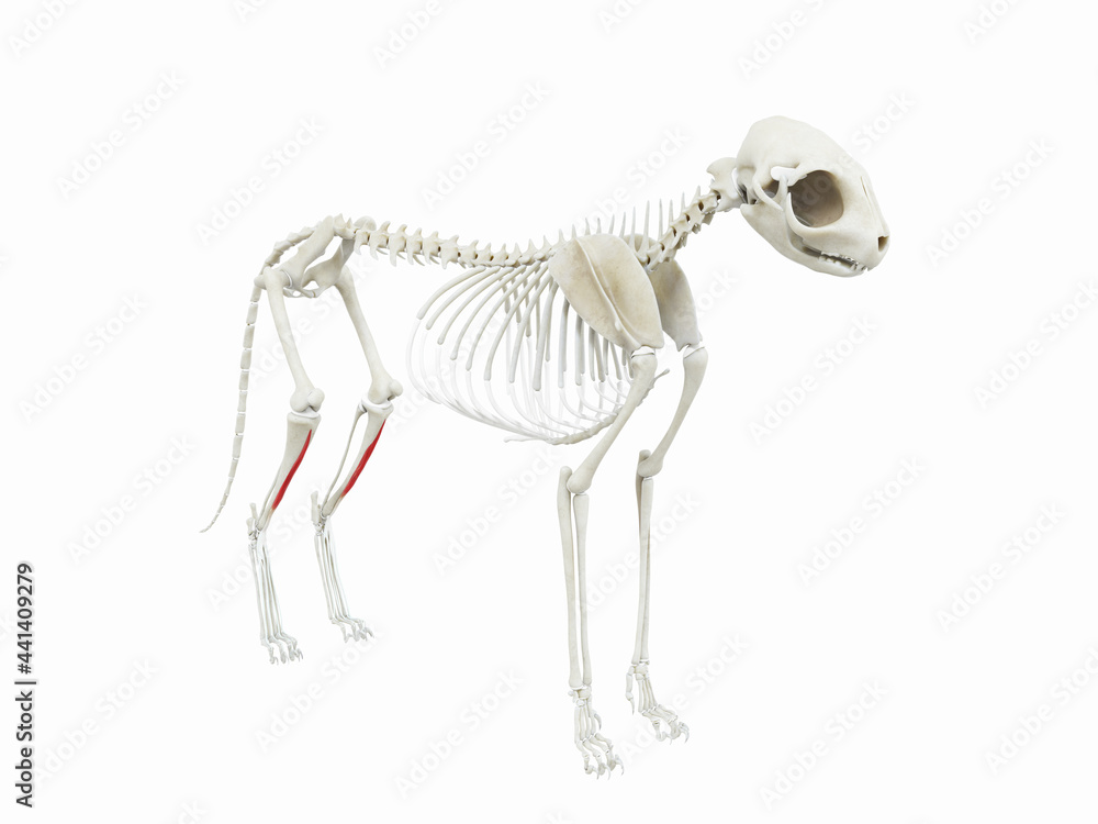 3d rendered illustration of the cats muscle anatomy - extensor ...