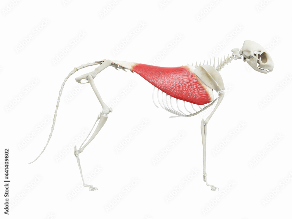 3d rendered illustration of the cats muscle anatomy - latissimus dorsi ...
