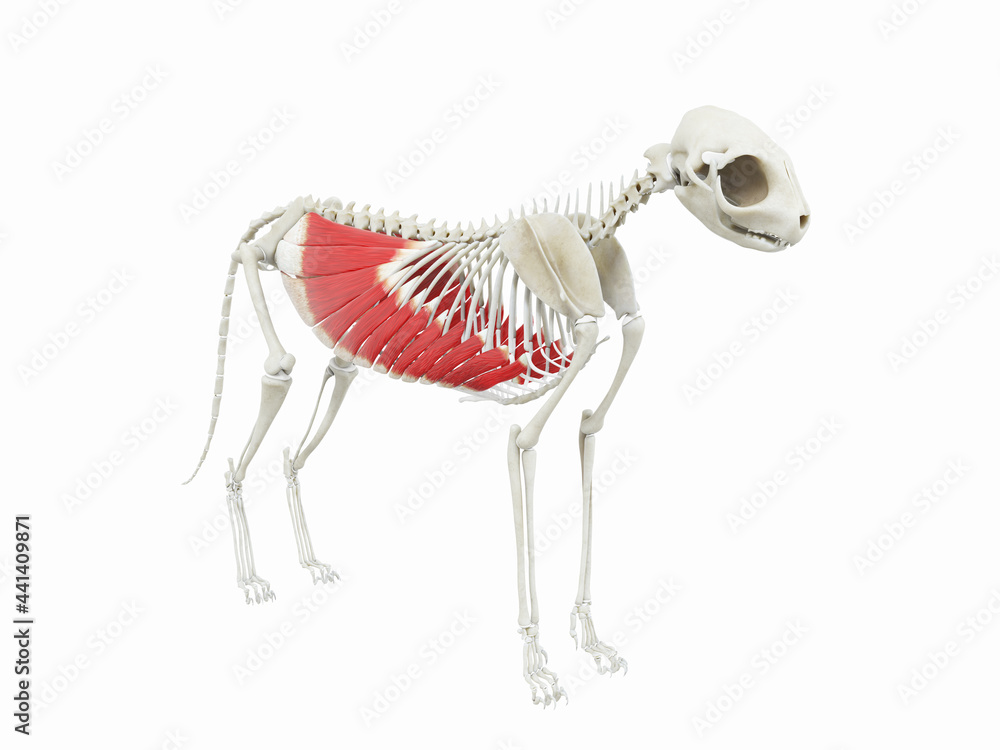3d rendered illustration of the cats muscle anatomy - obliquus externus ...