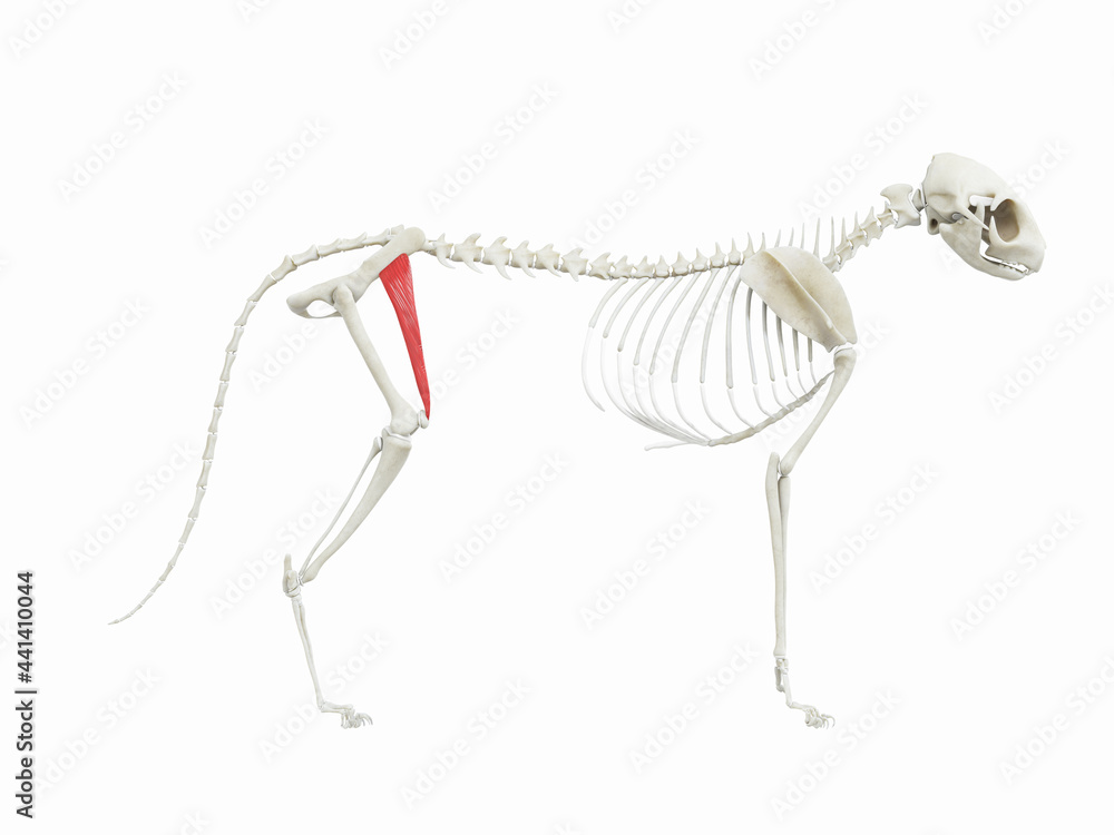 3d rendered illustration of the cats muscle anatomy - rectus femoris ...