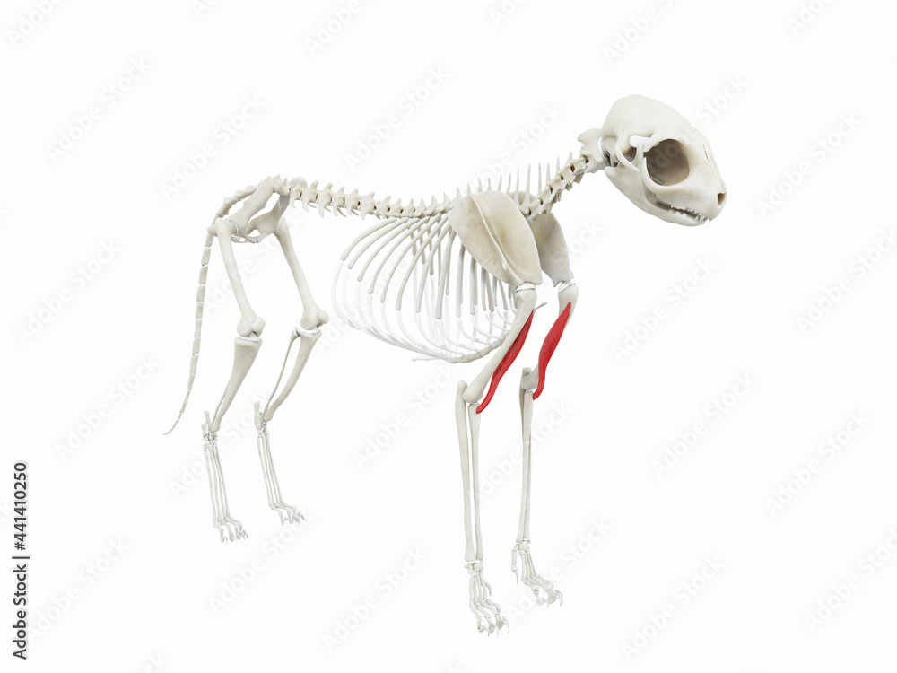 3d rendered illustration of the cats muscle anatomy - biceps brachii ...