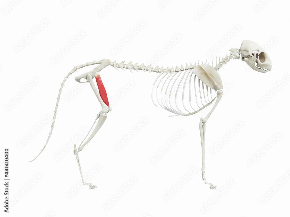 Stockillustratie 3d rendered illustration of the cats muscle anatomy ...