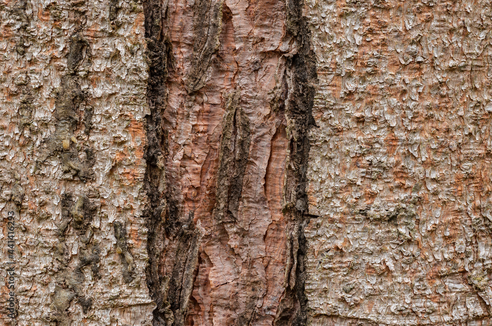 Spruce Tree Bark Stock Photo | Adobe Stock