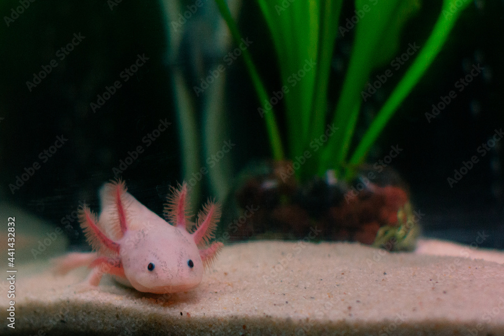 Axolotl Mexican underwater walking fish salamander in aquarium Stock ...