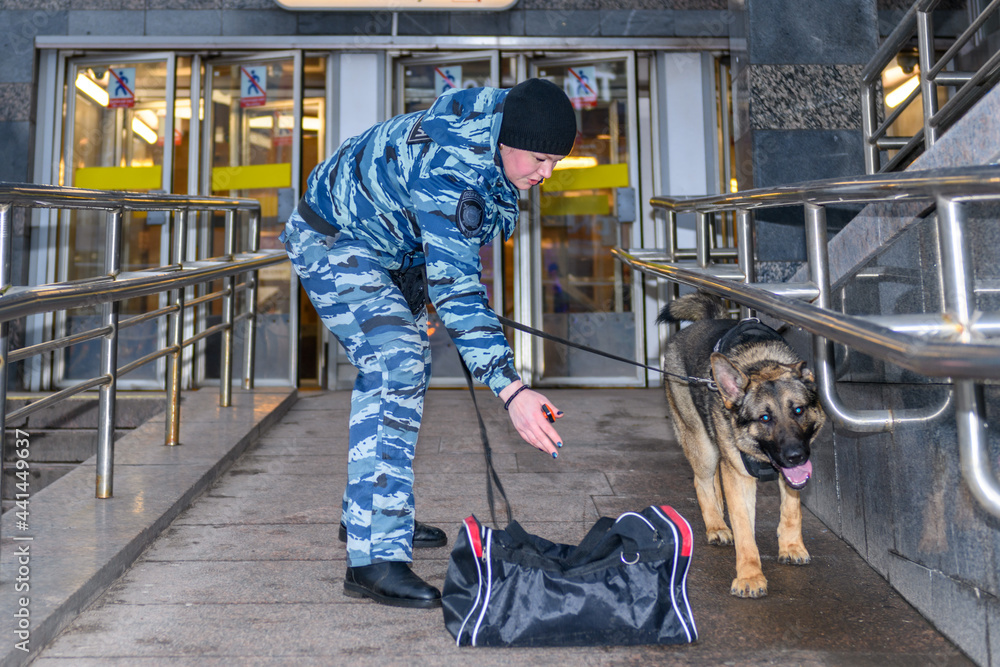 Female police officer with a trained dog sniffs out drugs or bomb in luggage. German shepherd ...