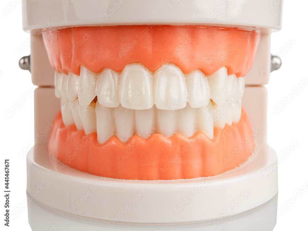 Artificial model of jaws with teeth, foreground, bite of teeth, correct ...