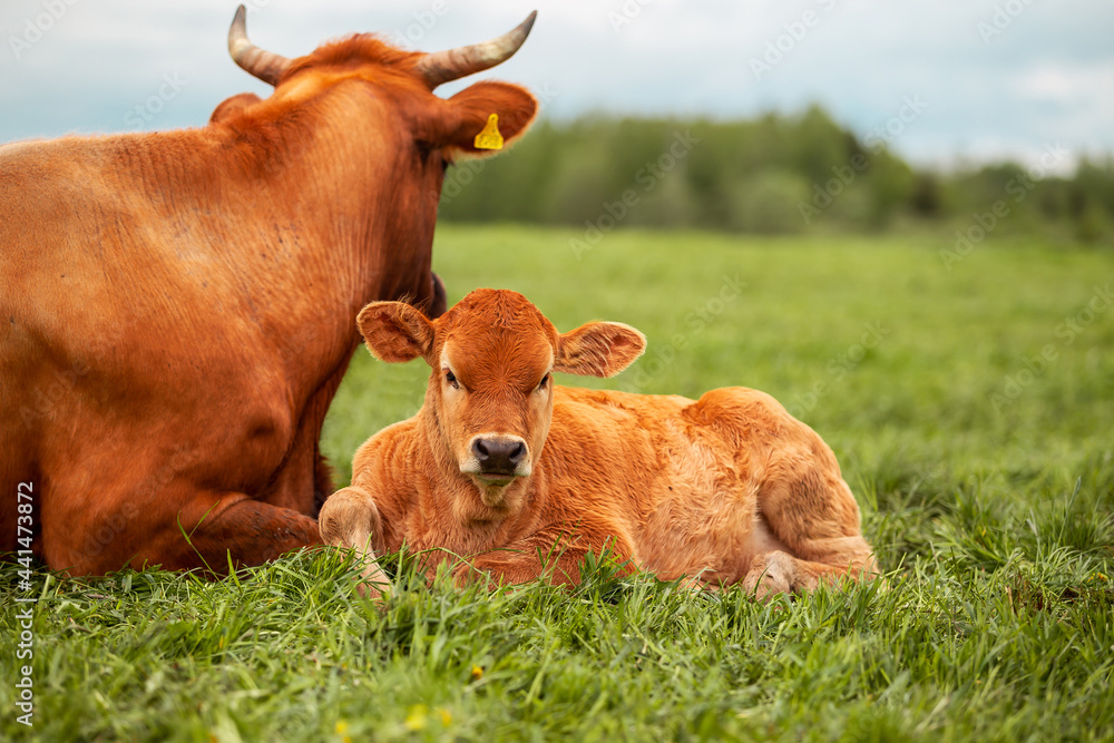 Newborn Cow calf with momma in the meadow green field of countryside ...