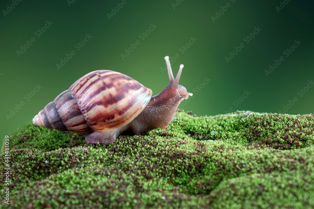 Snail, Giant African snail or giant African land snail (Lissachatina ...