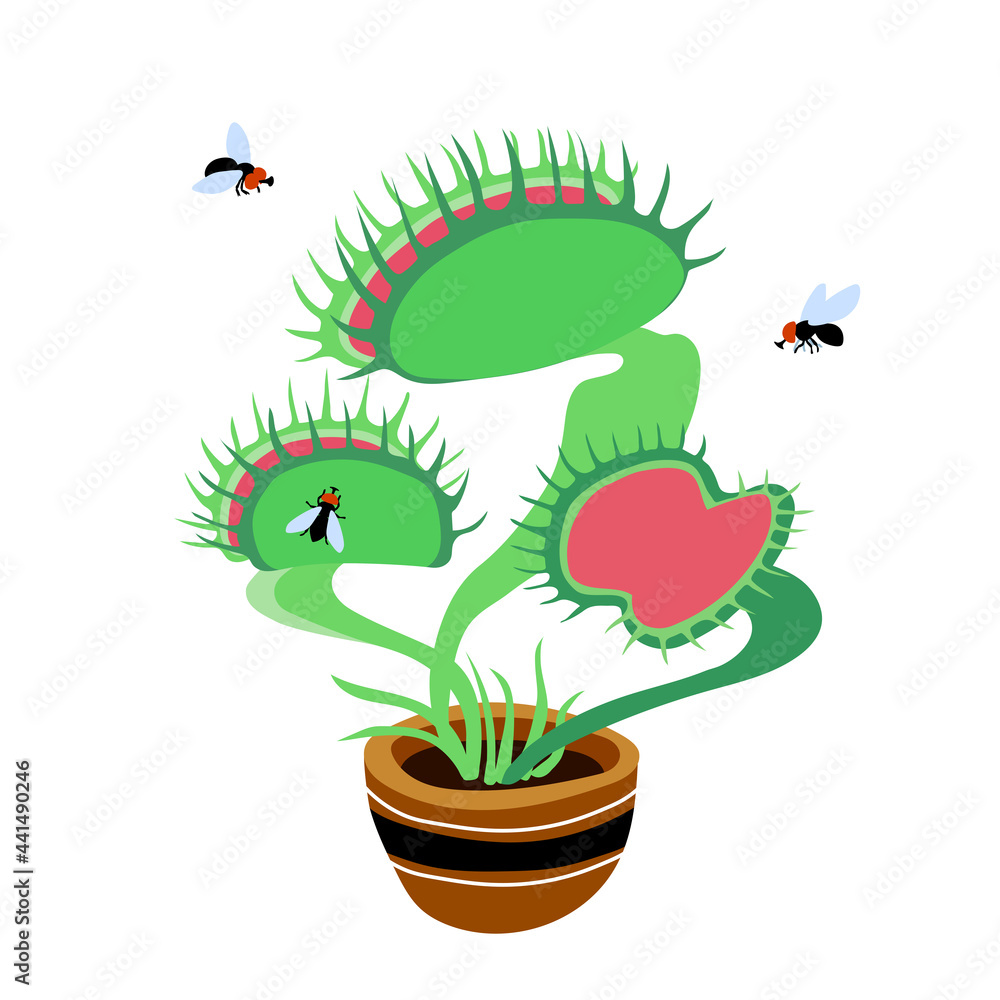 Venus Flytrap Clip Art 43 Venus Fly Trap Ideas | Venus Fly Trap, Plant