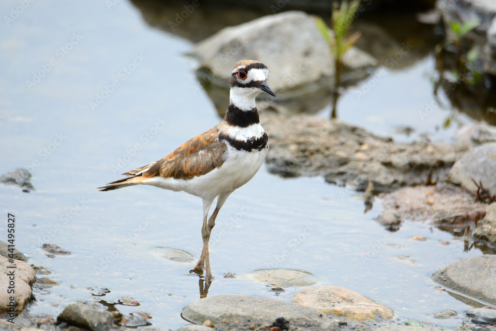 killdeer plover bird or Charadrius vociferus wading at lake edge in ...