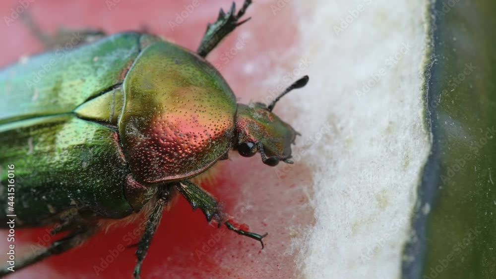 Vidéo Stock Closer look of the shiny shell of the green rose chafer ...