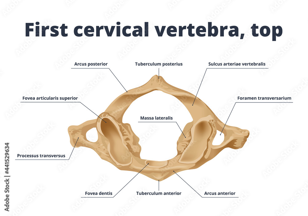 The first cervical vertebra, bottom view. Human anatomy atlas Stock ...