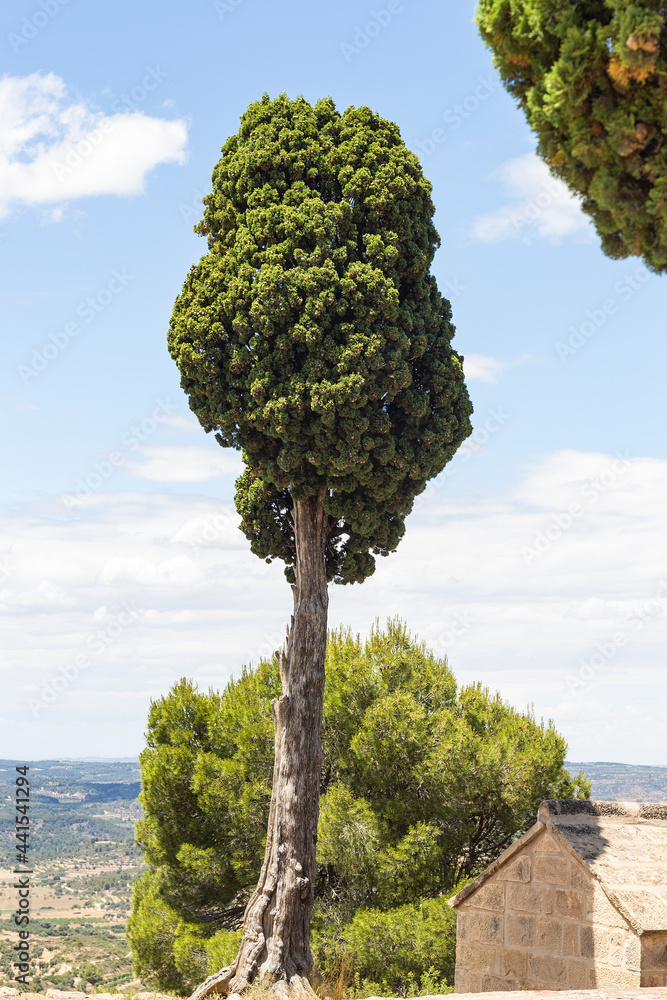 Ciprés común (Cupressus sempervirens) Stock Photo | Adobe Stock