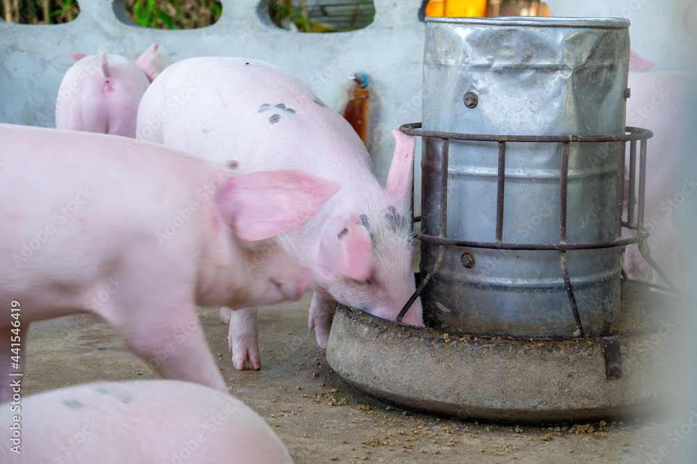 Pig farm in swine business in tidy and clean indoor housing farm, with ...