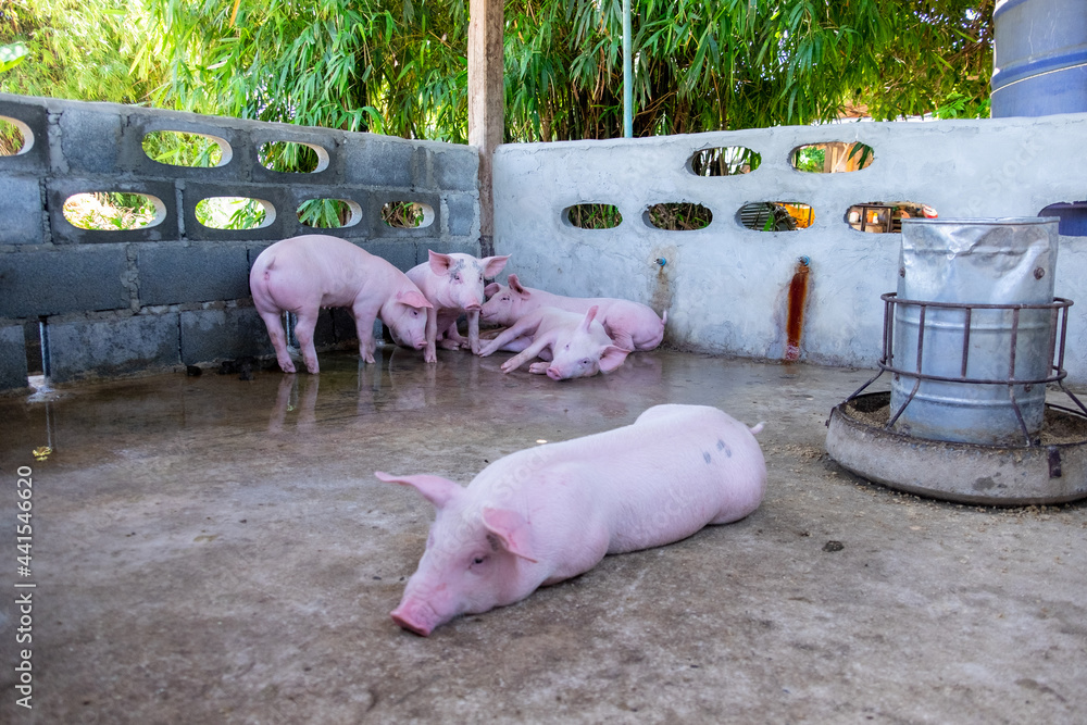 Pig farm in swine business in tidy and clean indoor housing farm, with ...