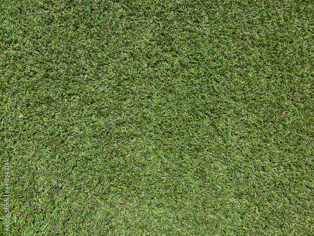 Green grass texture for backgrounds Stock Photo | Adobe Stock