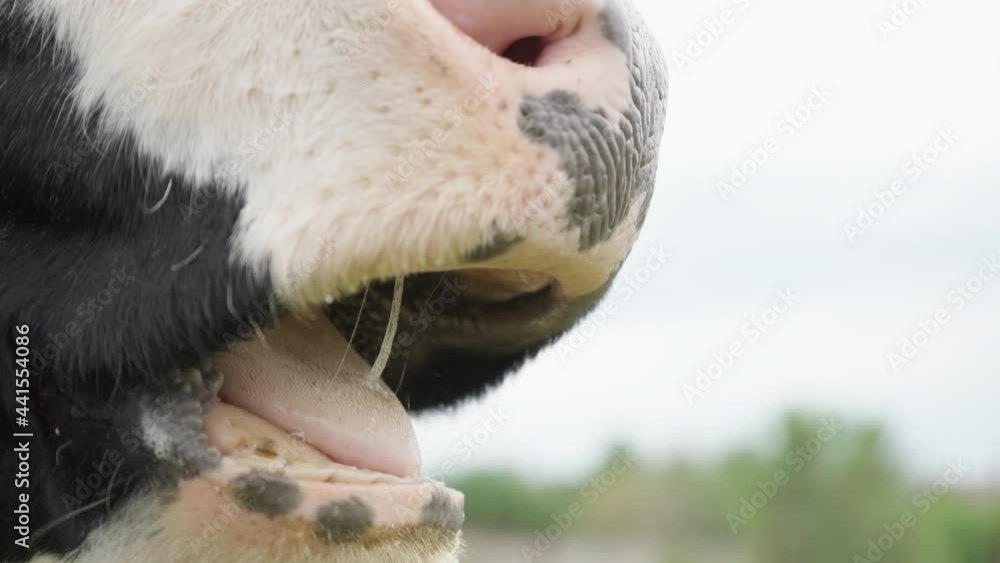 Close-up of Chewing Cow.Nose and Jaw Cows Close-up. Black and White ...