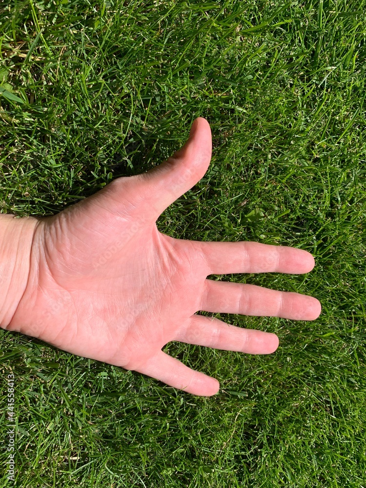 Closeup man's hand inspecting green grass lawn, healthy tall fescue ...