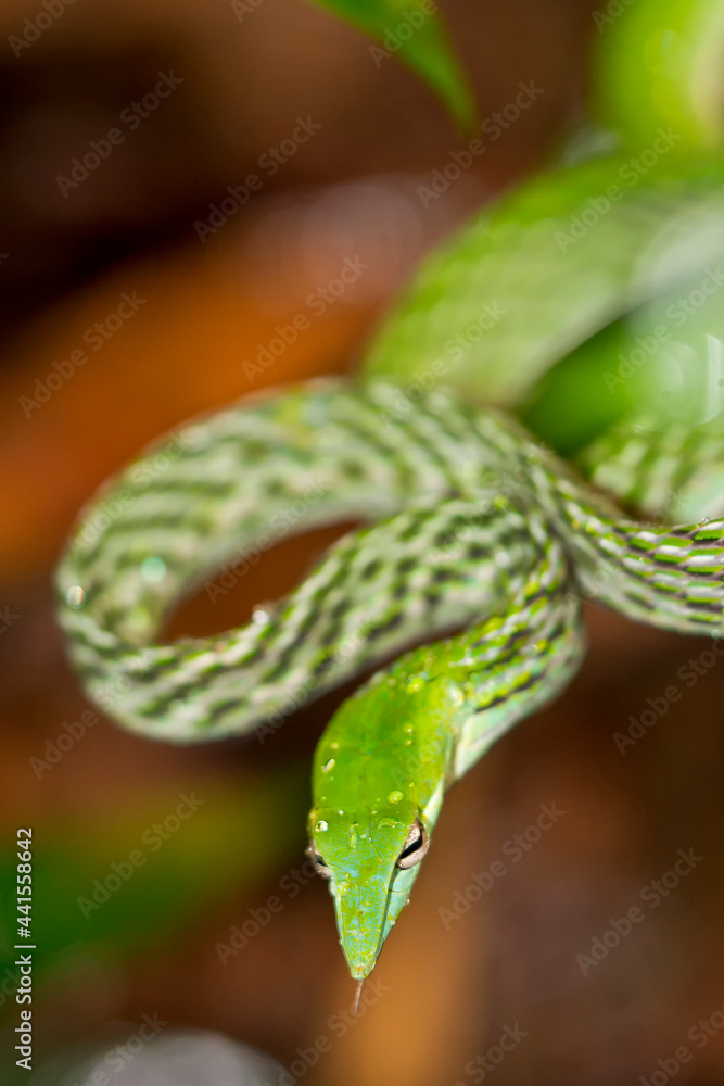 Foto de Green Vine Snake, Long-nosed Whip Snake, Ahaetulla nasuta ...
