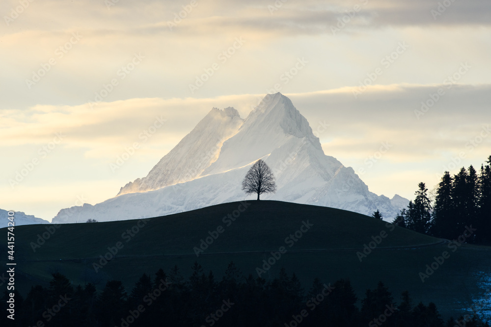single tree on a hill in Emmental in front of Schreckhorn in the Alps ...