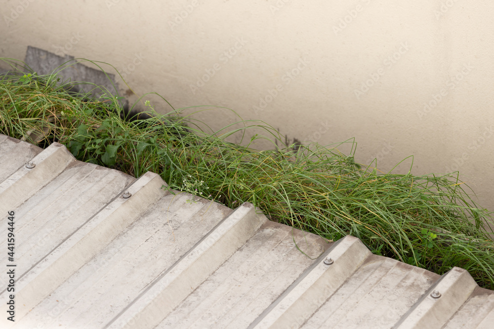 grass are growing on rain gutter of house roof. wild weed is blocking ...