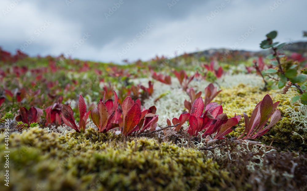 Bearberry Tundra
