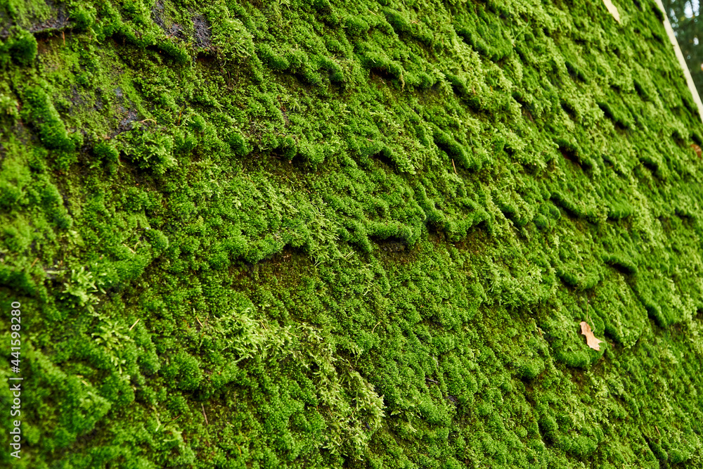 Roof tiles covered with moss or green grass. The roof of the house is ...