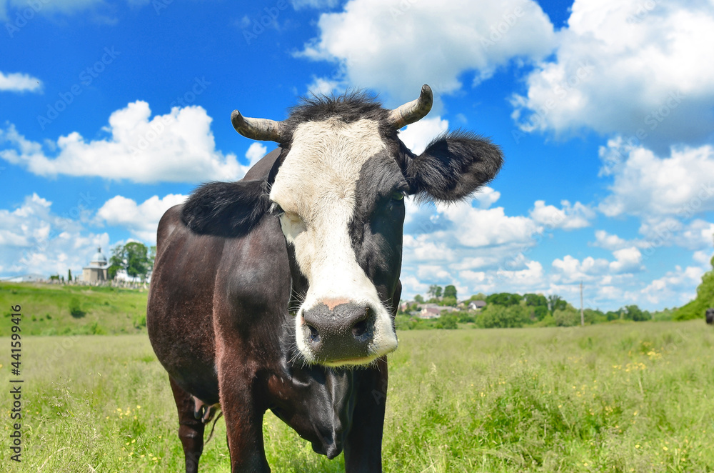 Cow close-up portrait looking into the frame on a background of blue ...