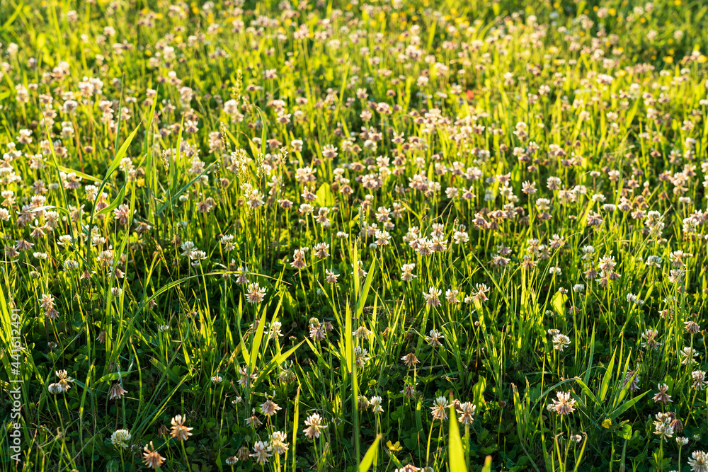 A look at the perspective of a green, unmown lawn, overgrown with ...