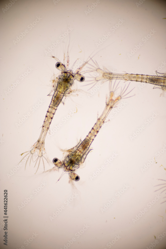 Closeup mysis stage of Vannamei shrimp in light microscope, Shrimp ...