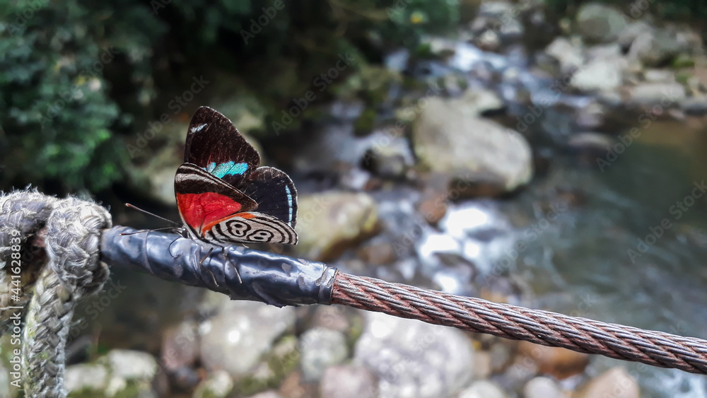 Rare 88 butterfly, Diaethria clymena, over a stream in the Brazilian ...